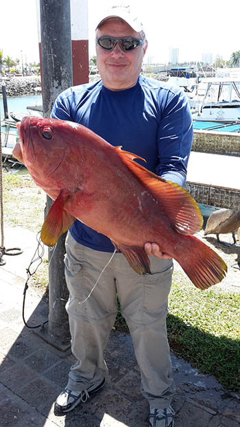 Cabrilla Grouper, Beardfish